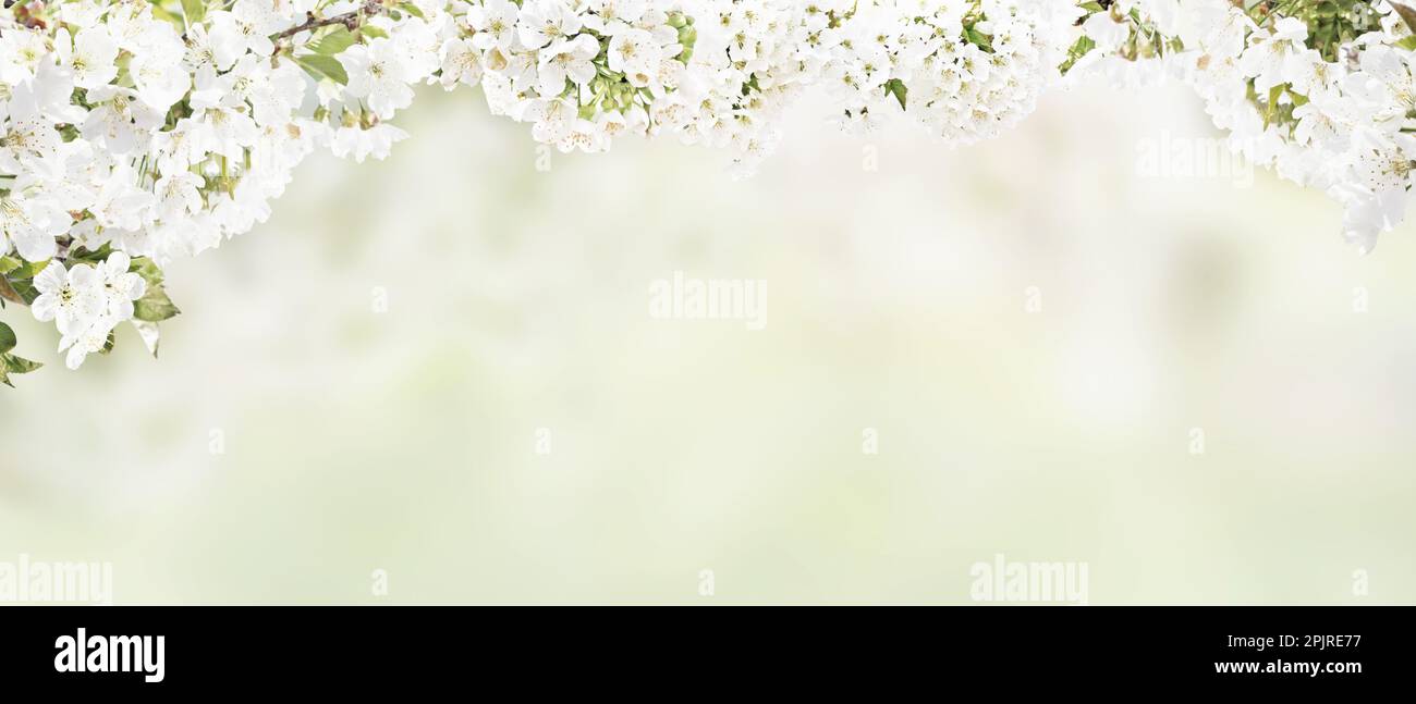 Spring banner background with copy space Stock Photo - Alamy