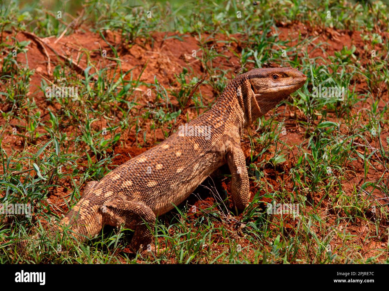 Savannah monitor (Varanus exanthematicus), Steppe monitor, Other ...