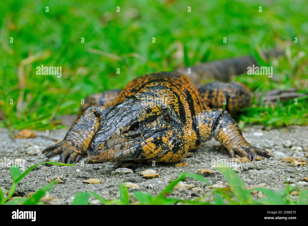 Golden Tegu (Tupinambis teguixin), gold tegu, Golden Tegu, Banded Tegu ...