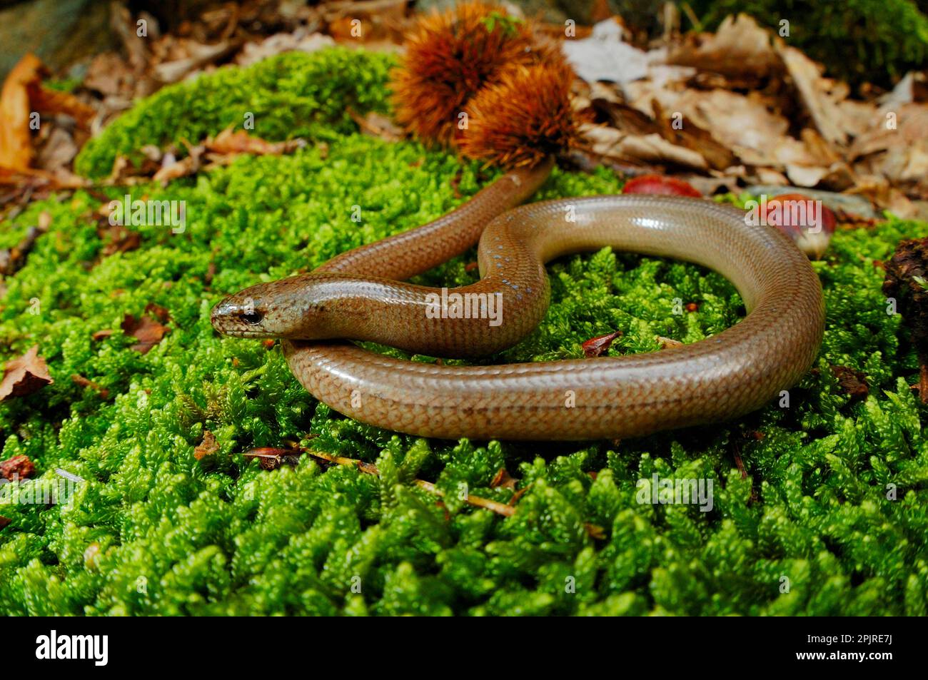 Male slow worm hi-res stock photography and images - Alamy