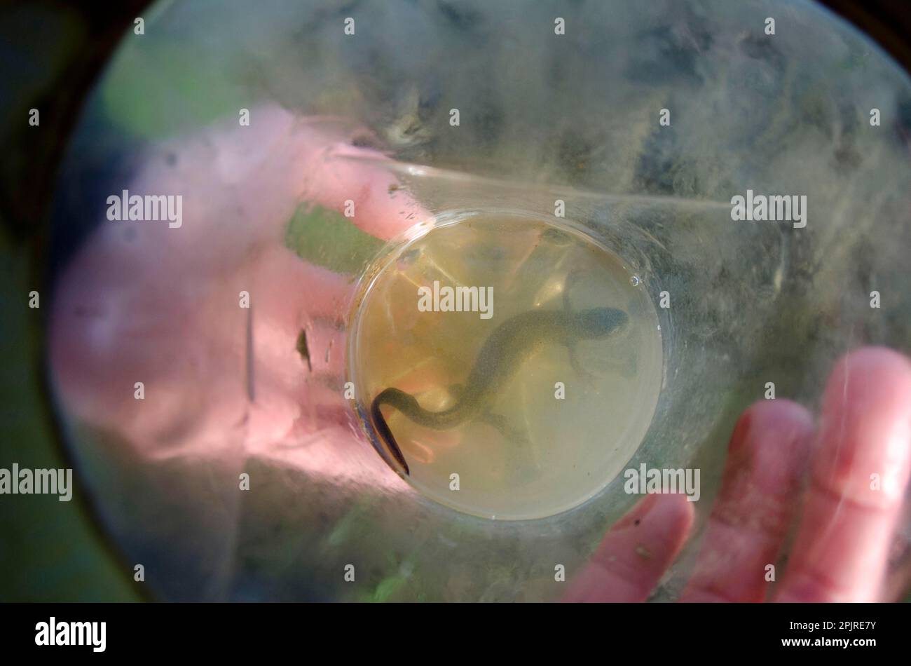 Northern crested newt (Triturus cristatus), Great Crested Newt, Great ...