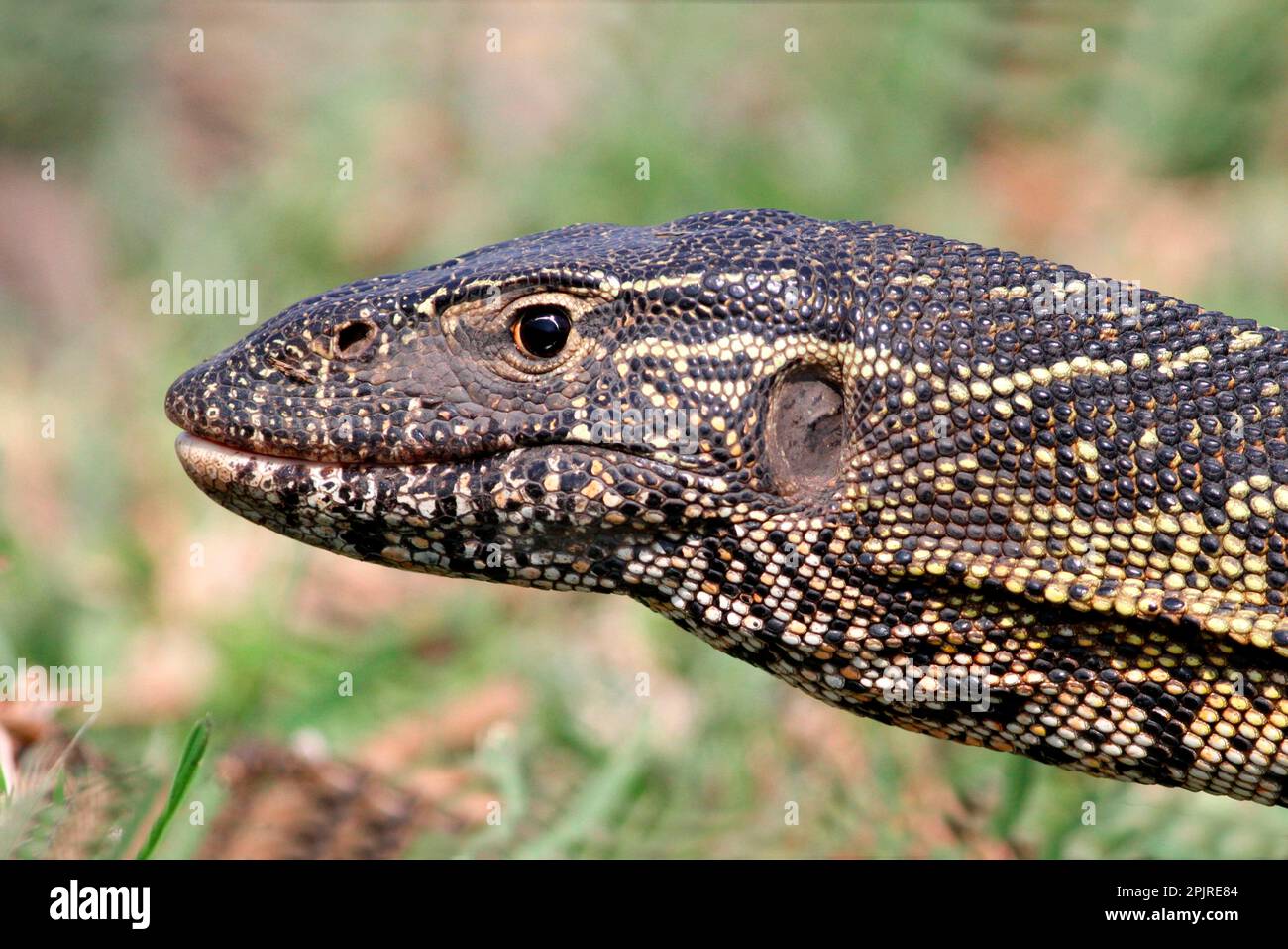 Nile monitors hi-res stock photography and images - Alamy