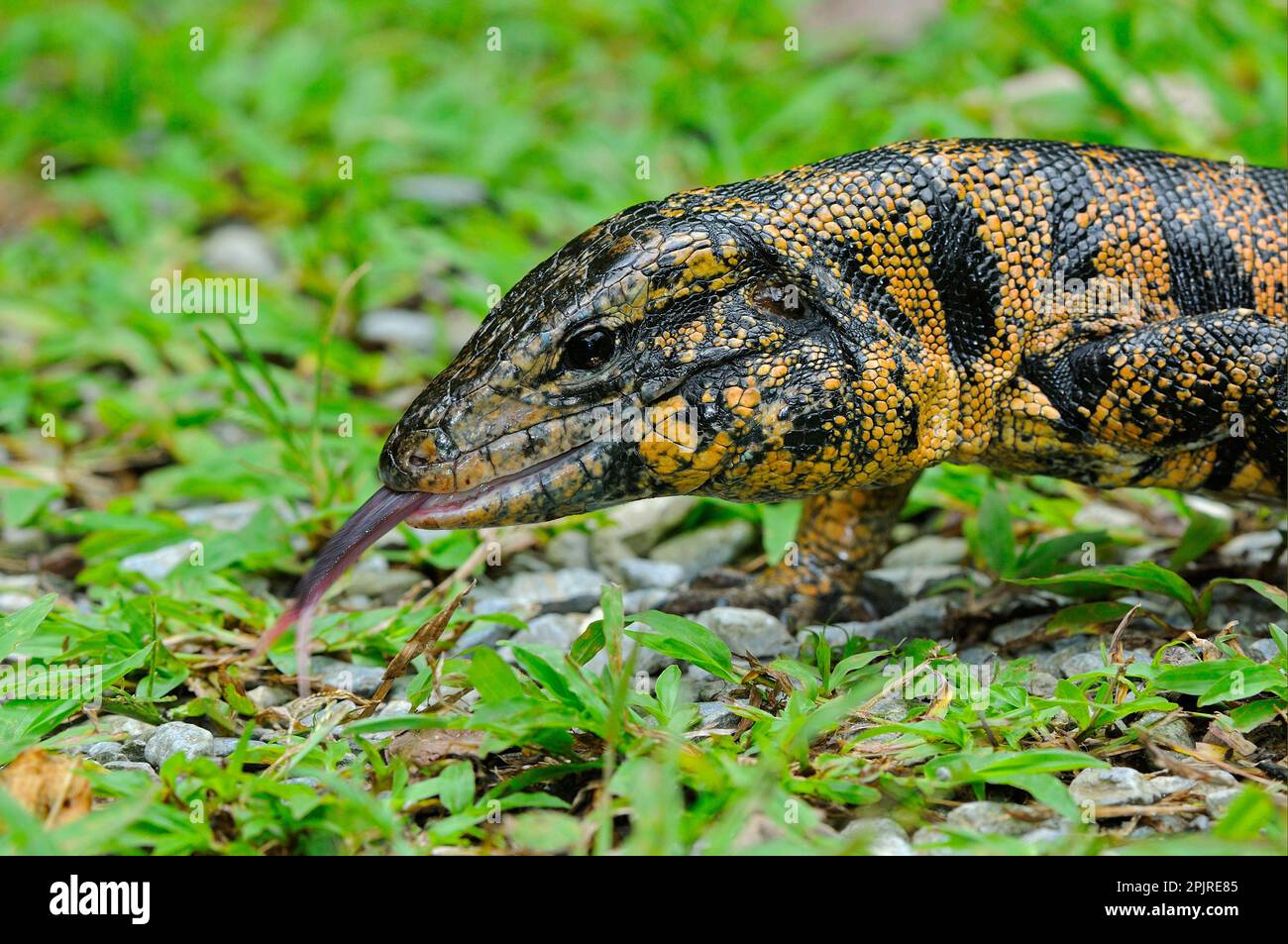Common Tegu adult, close-up of head, flicking forked tongue, Trinidad ...