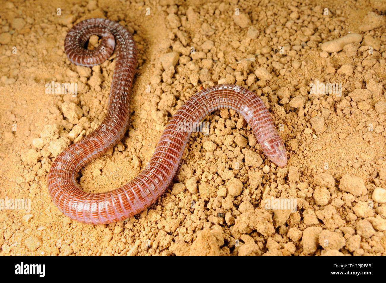 Iberian worm lizard hi-res stock photography and images - Alamy