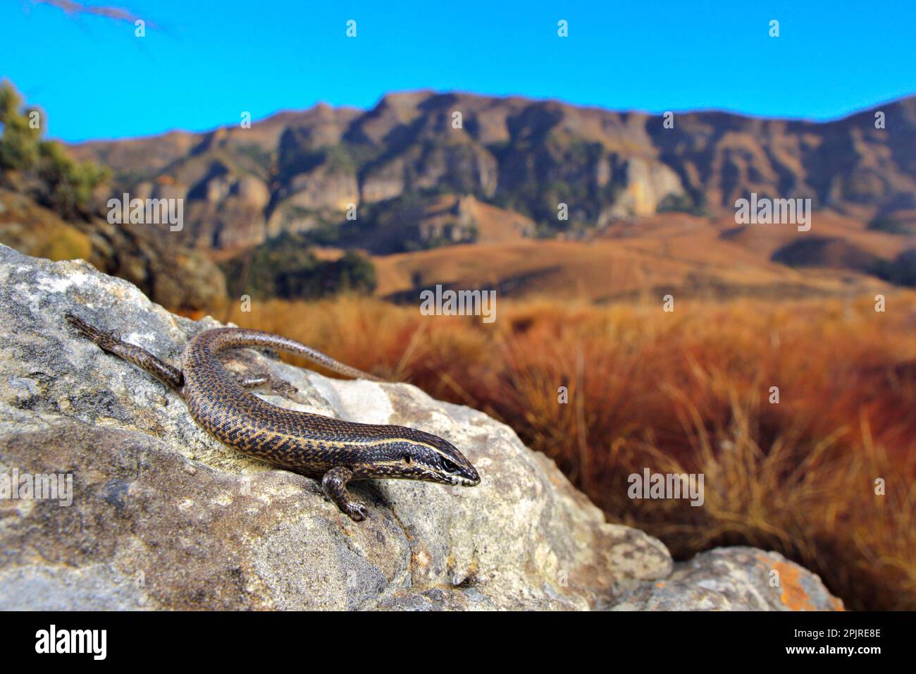 Striped skink (Mabuya striata) adult, basking on rocks in its habitat ...