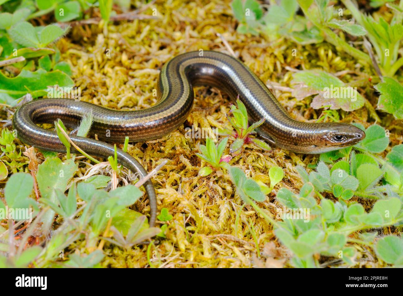 Three-toed skink (Chalcides chalcides), Italian archworm, Skink, Skinks ...