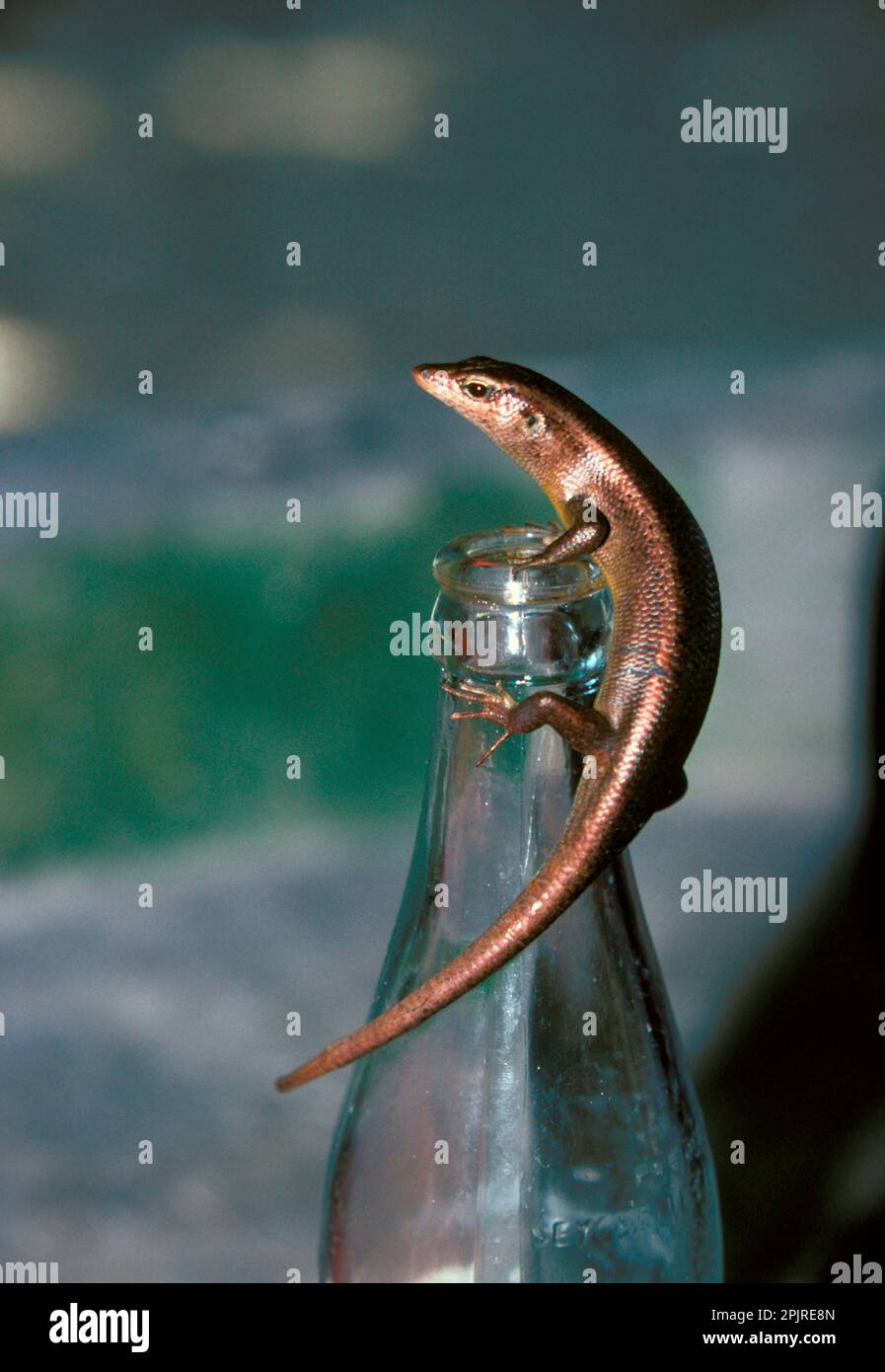 Mabuya seychellensis hi-res stock photography and images - Alamy