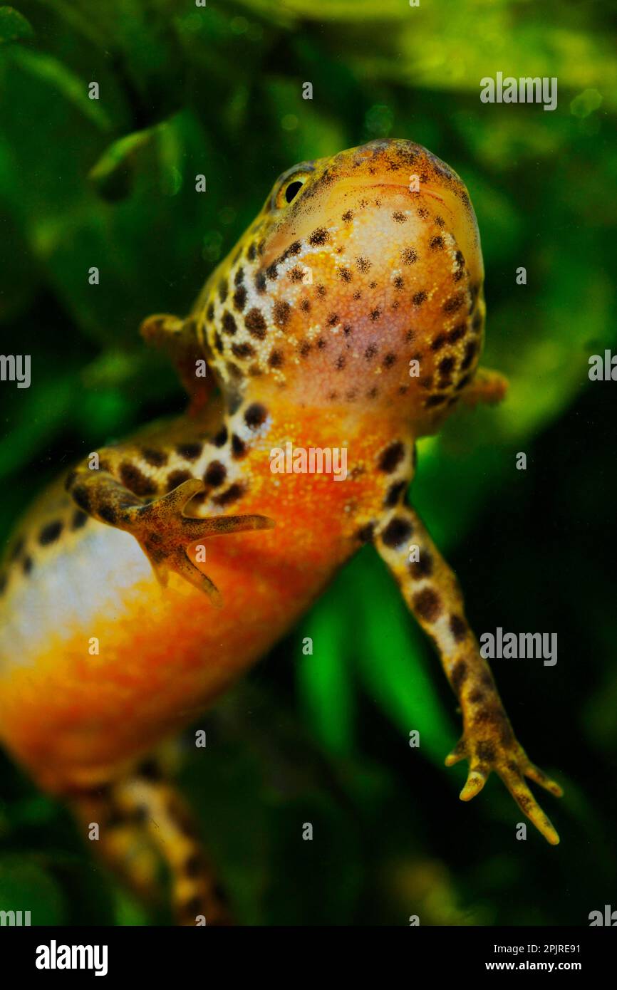Alpine newt (Mesotriton alpestris) neotenic juvenile, swimming under ...