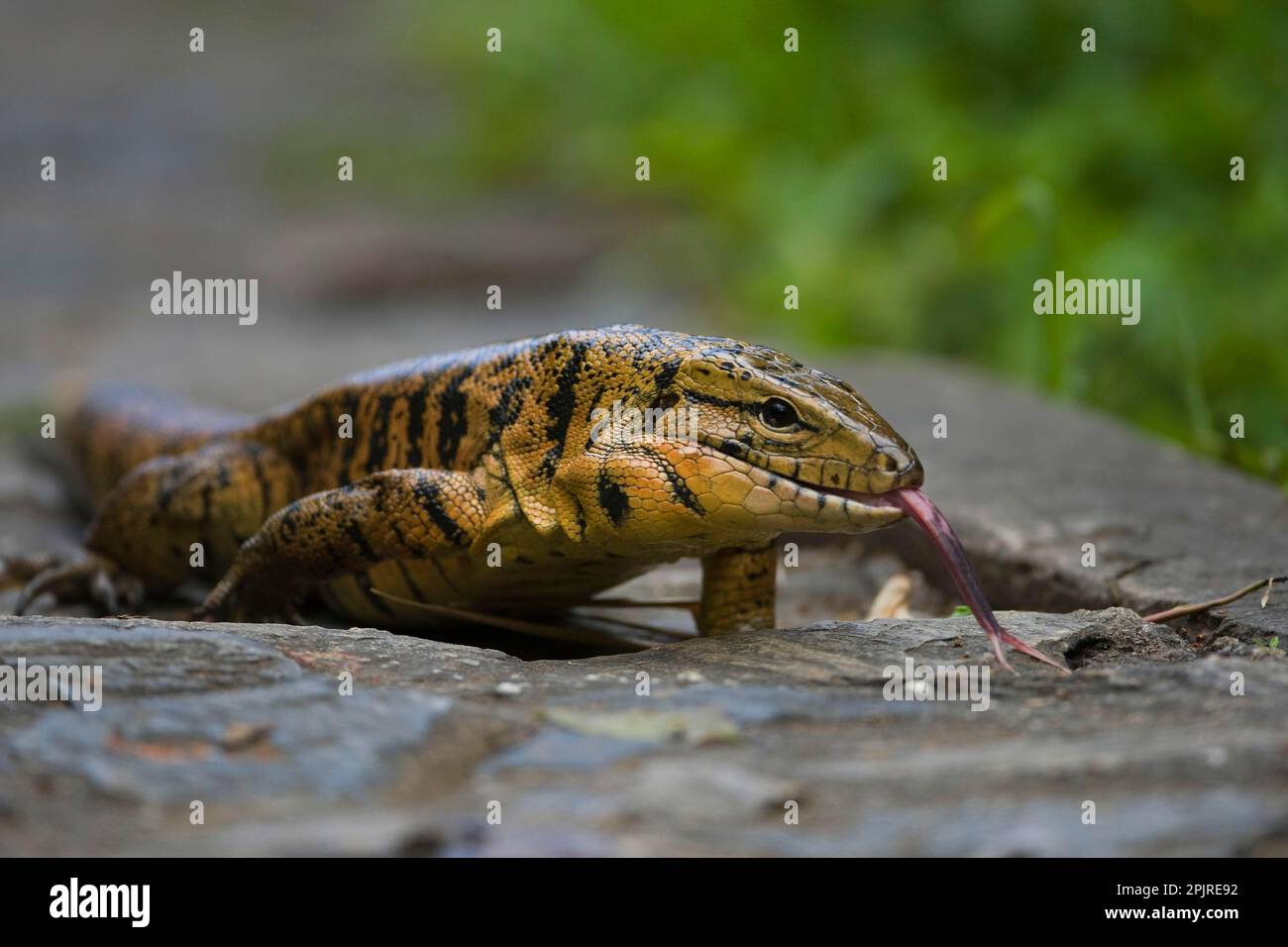 Common Tegu (Tupinambis teguixin) adult, flicking forked tongue ...