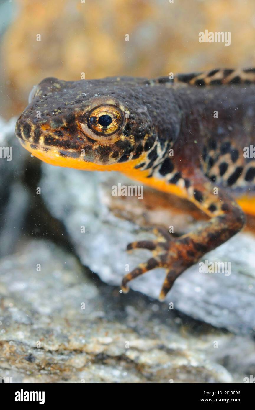 Alpine newt (Mesotriton alpestris) adult, close-up of the head ...