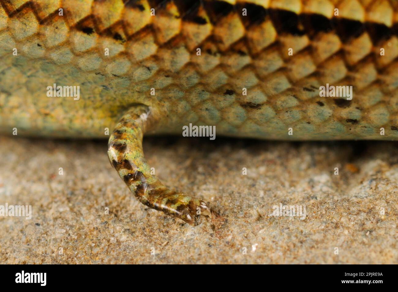 Three toed skink hi-res stock photography and images - Alamy