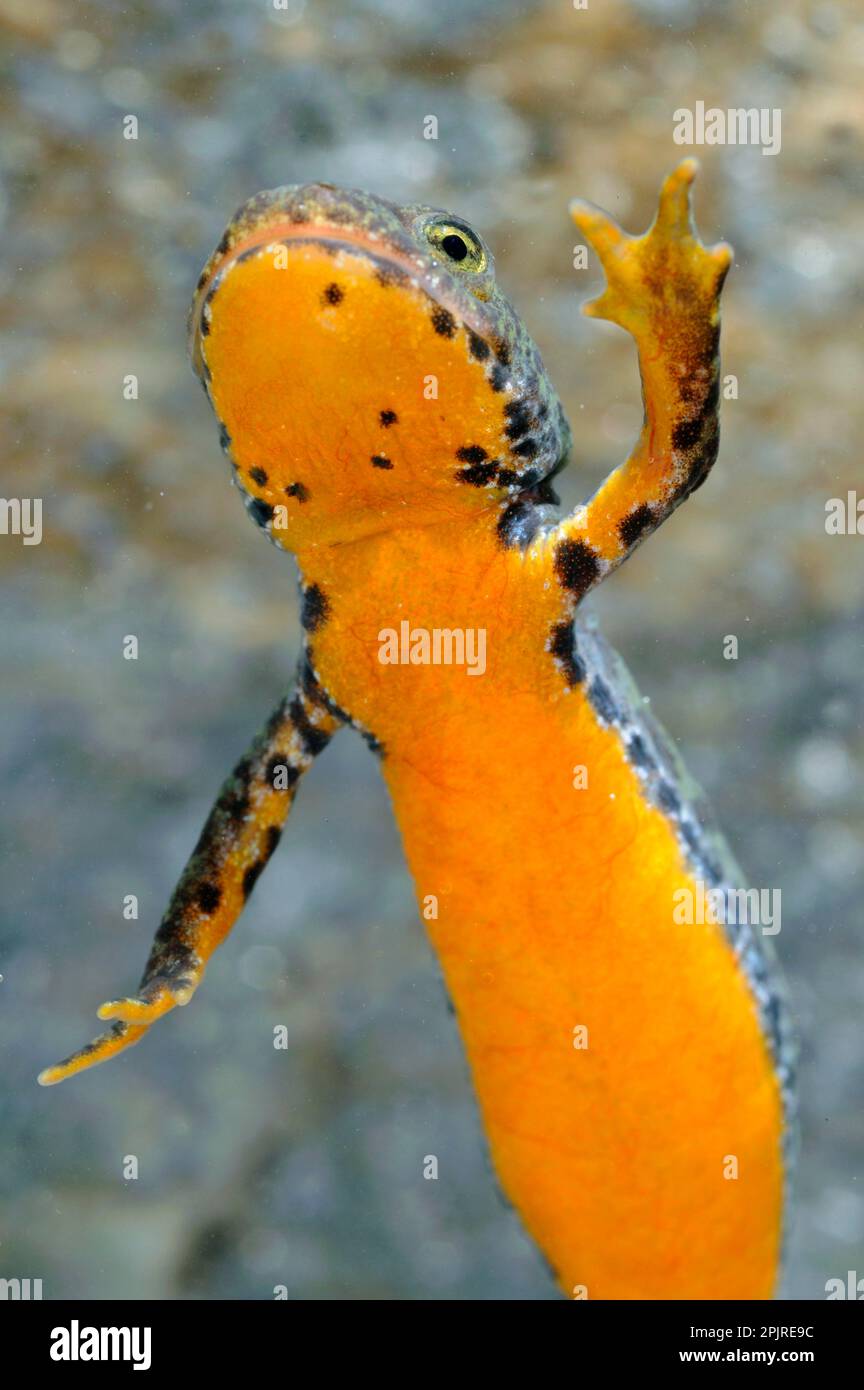 Alpine newt (Mesotriton alpestris) adult, close-up of the abdomen ...