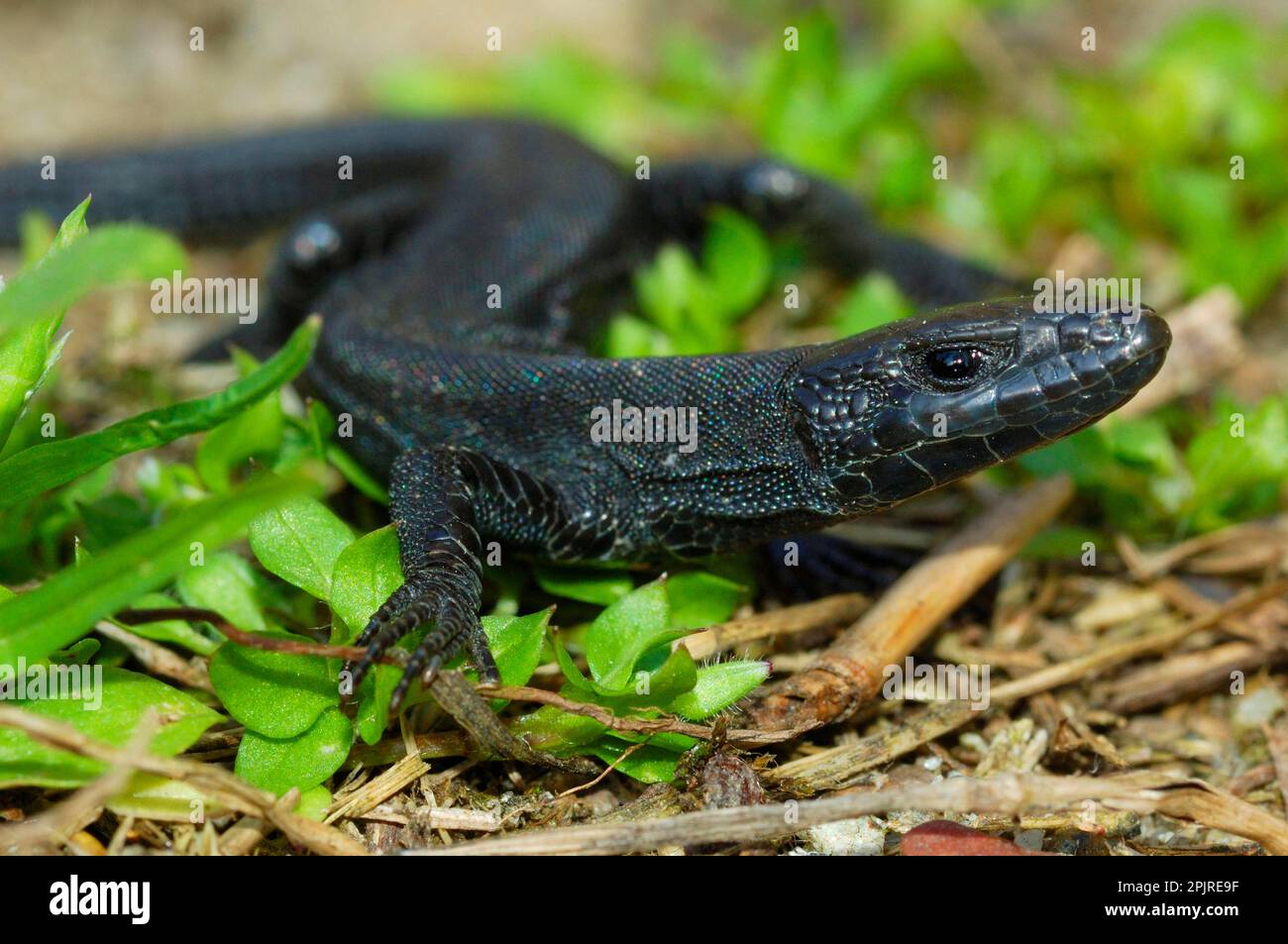 Iberian rock lizard (Lacerta muralis), Wall Lizard, common wall lizards ...