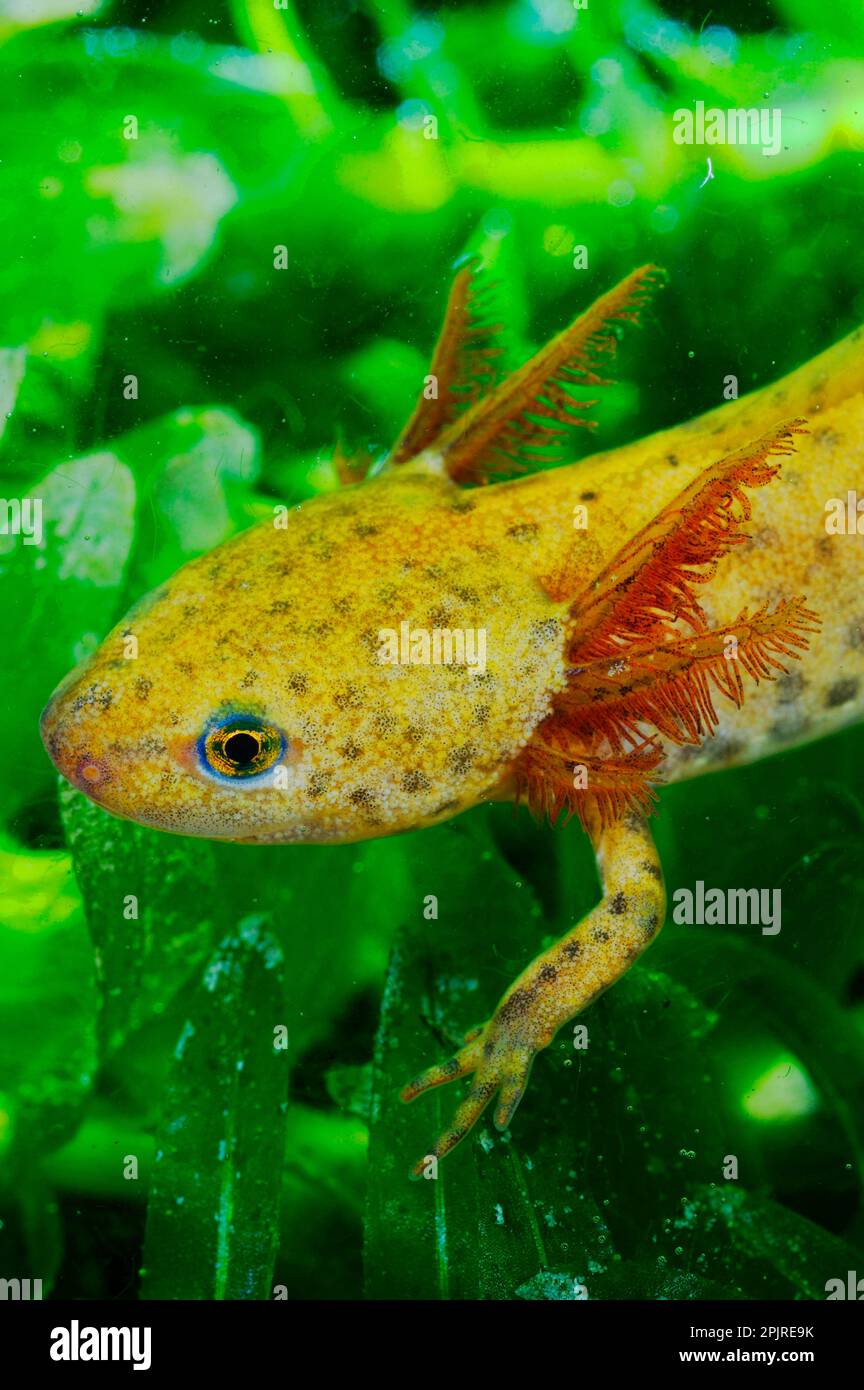 Alpine Newt (Mesotriton alpestris) neotenic young, close-up of head and ...