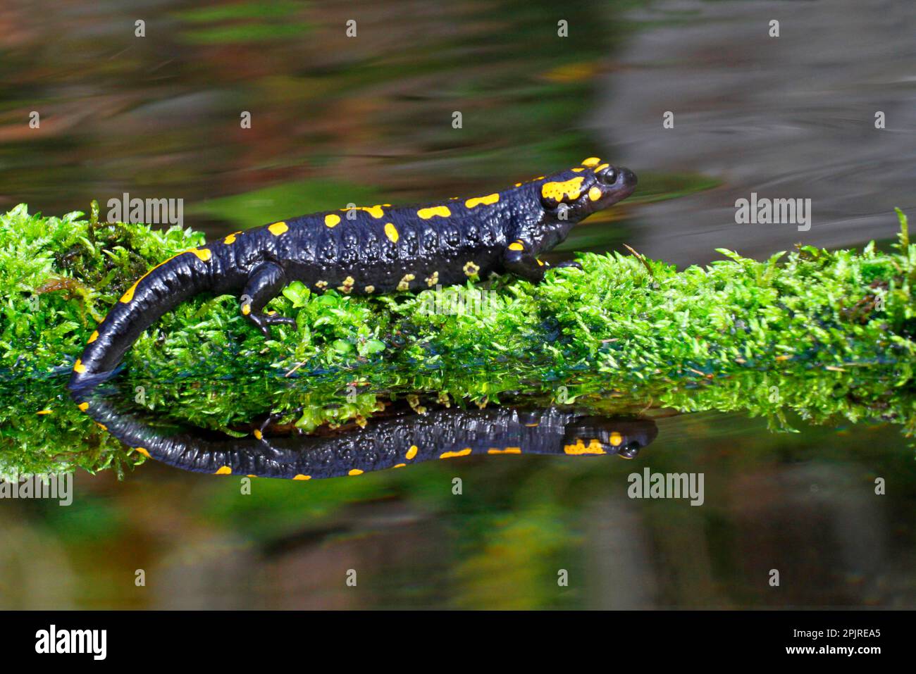 Fire salamander (Salamandra salamandra) adult, standing on moss next to ...