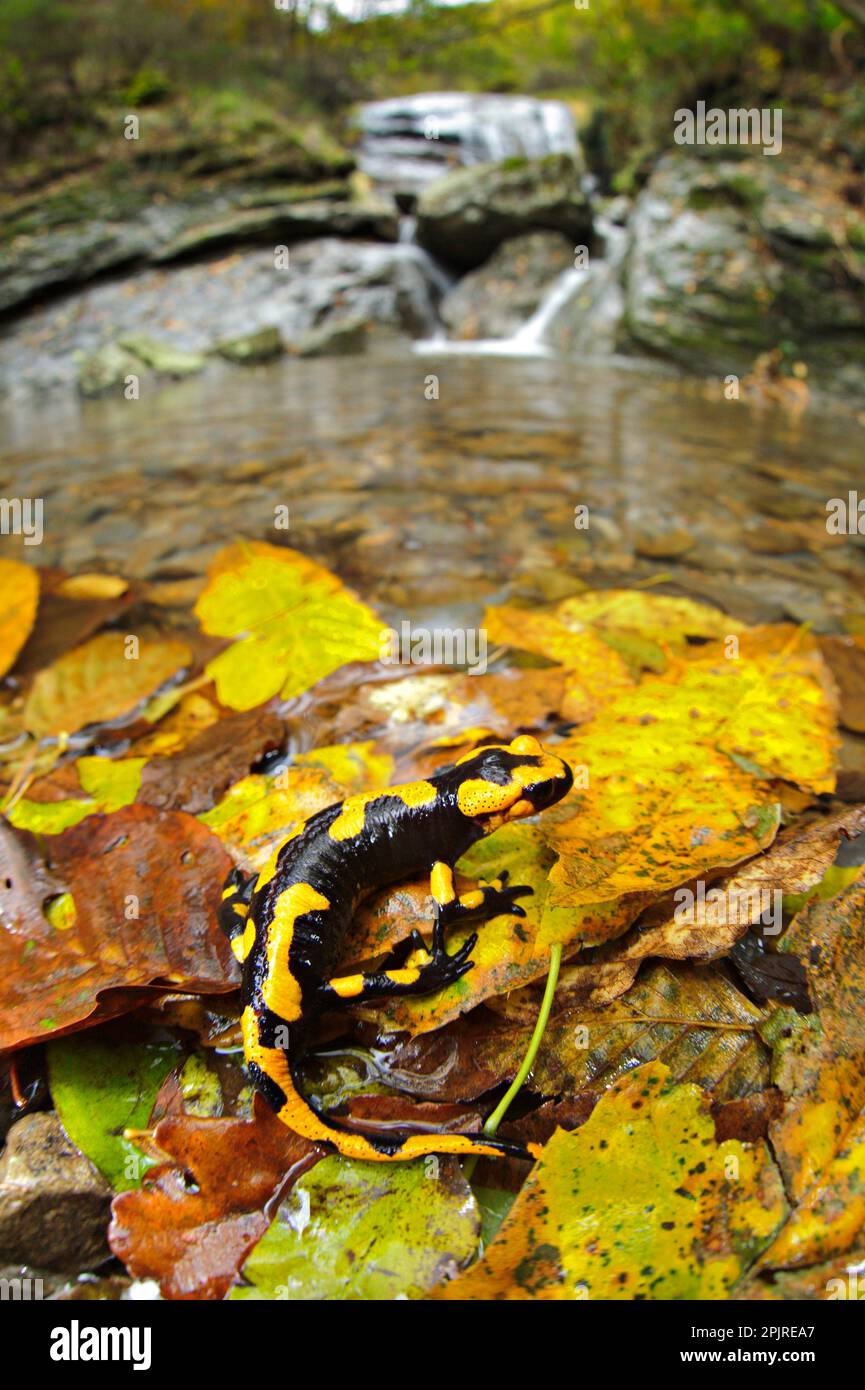 Fire salamander (Salamandra salamandra) adult, standing on fallen ...