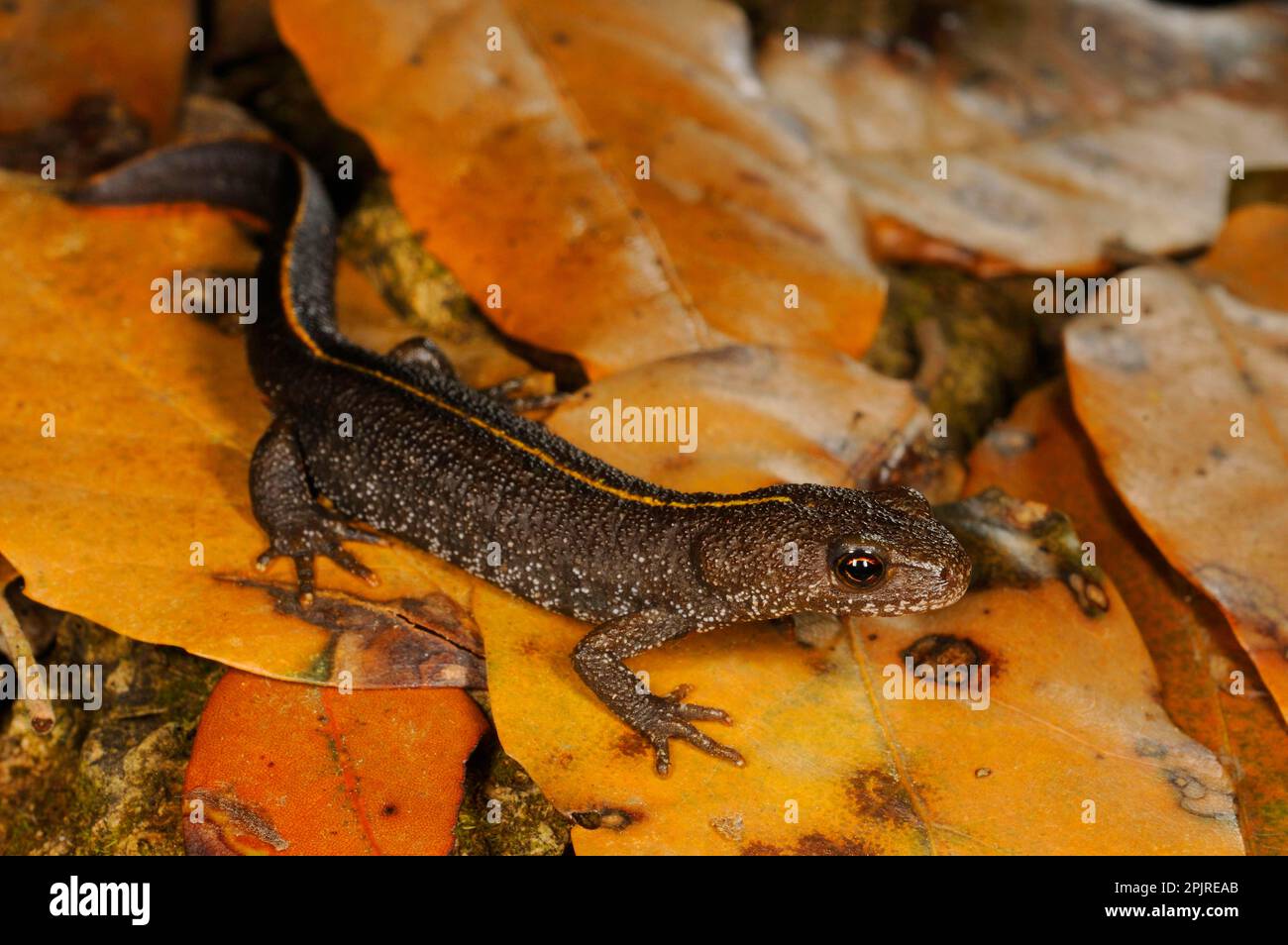 Italian Crested Newt (Triturus carnifex) adult, in terrestrial phase ...