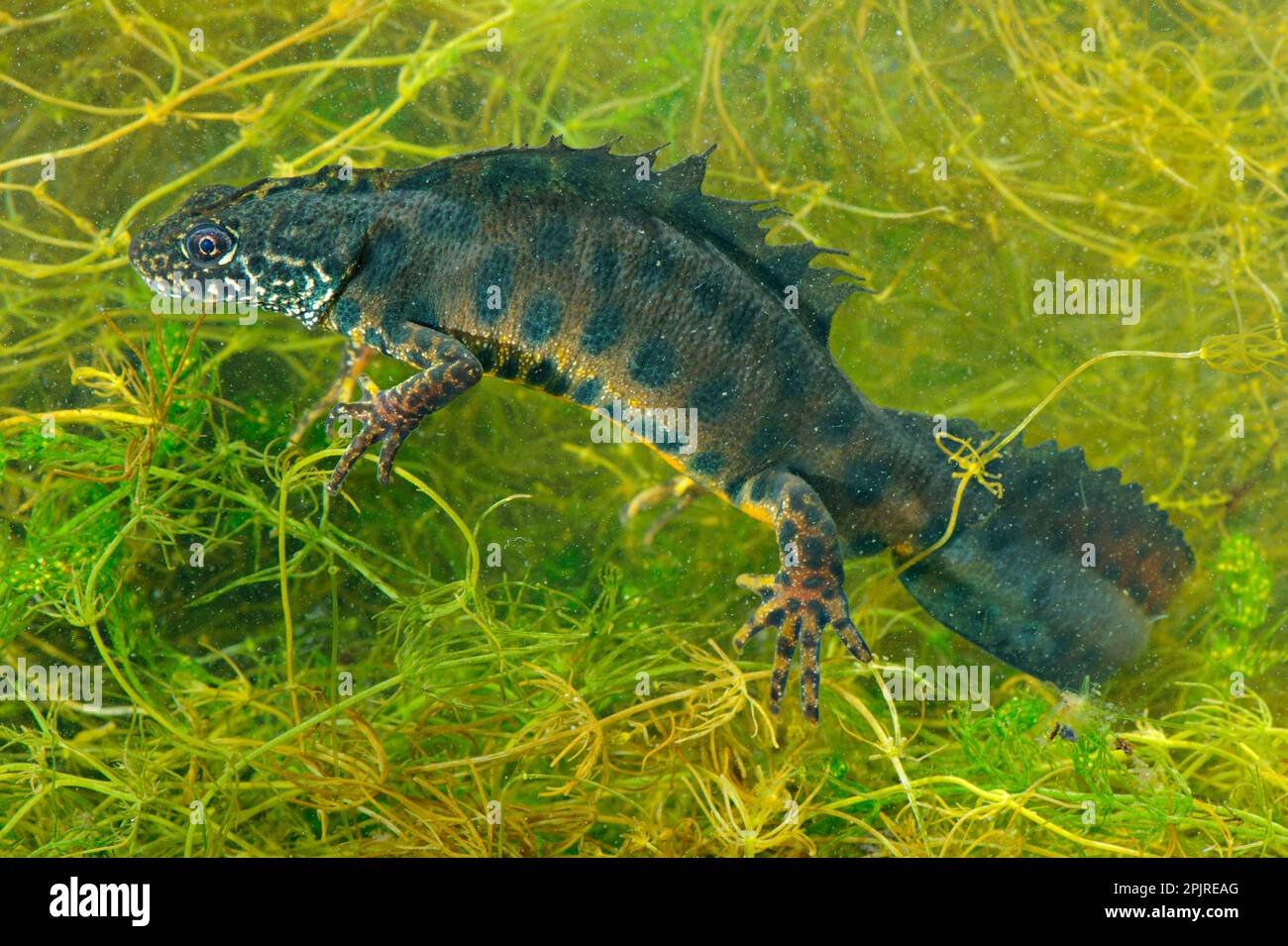 Alpine Crested Newt, italian crested newt (Triturus carnifex), Alpine ...