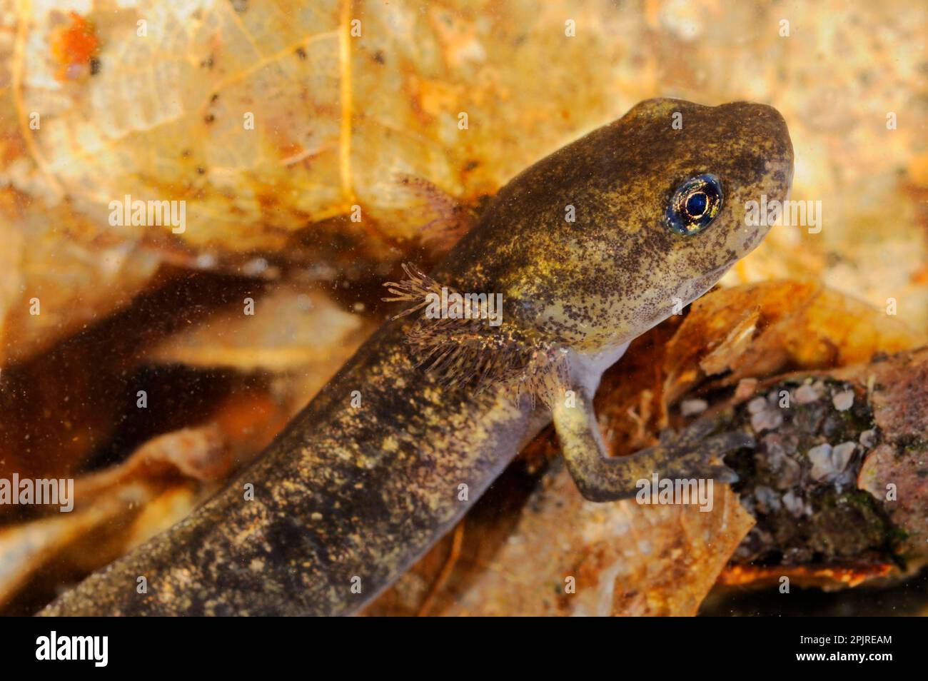Bebé Salamandra De Fuego