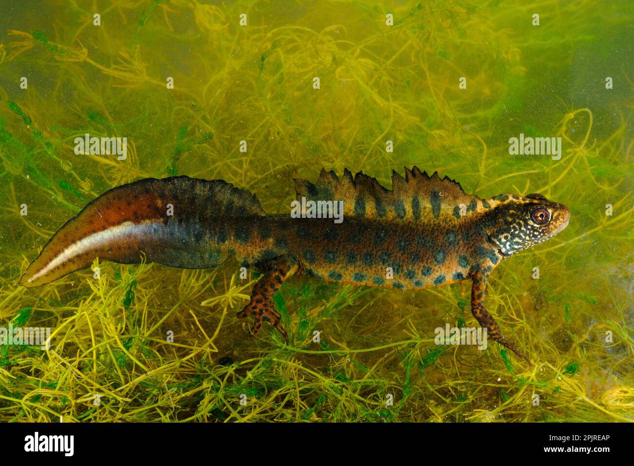 Italian Crested Newt (Triturus carnifex) adult male, amongst weed ...