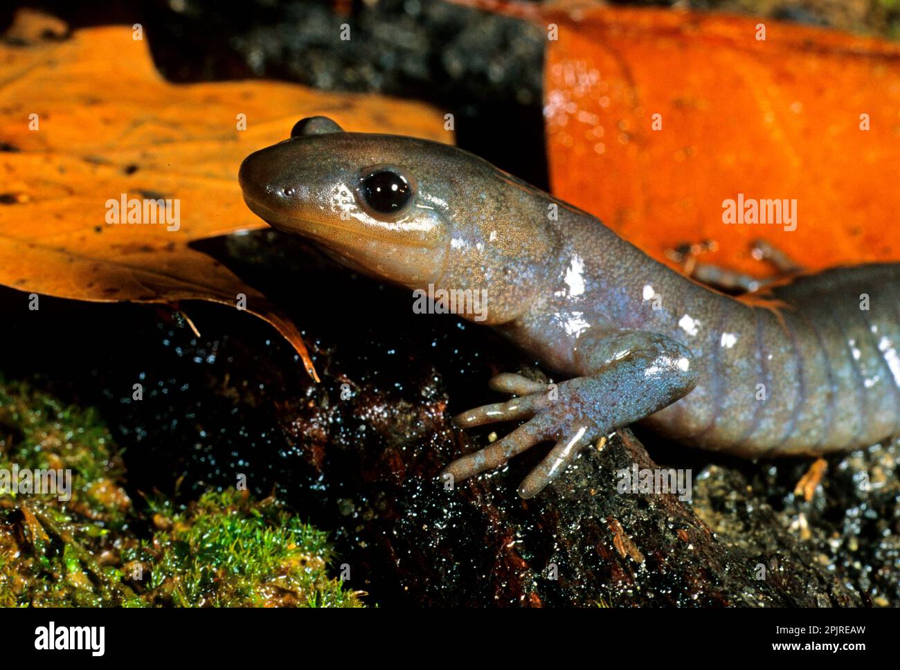 Jeffersonsalamander hi-res stock photography and images - Alamy