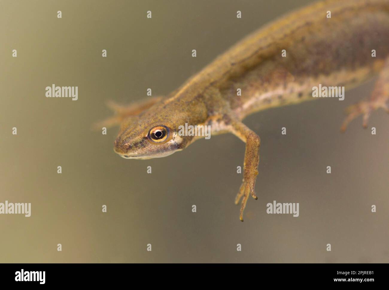 Smooth Newt (Lissotriton vulgaris) adult female, close-up of head and ...