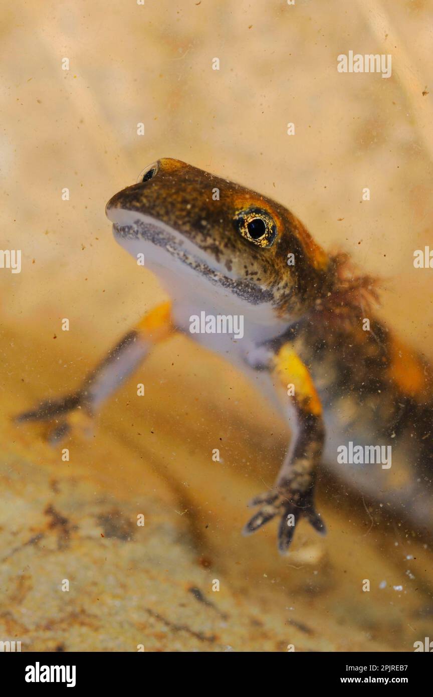 Fire Salamander (Salamandra salamandra) young, close-up of head ...