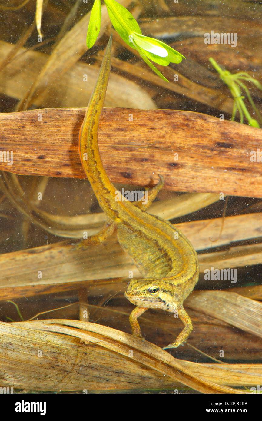 Pond Newt, common newts (Lissotriton vulgaris) Garden Newt, Water Newt ...