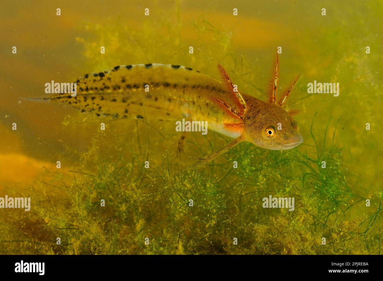 Italian Crested Newt (Triturus carnifex) larva, underwater, Italy Stock ...