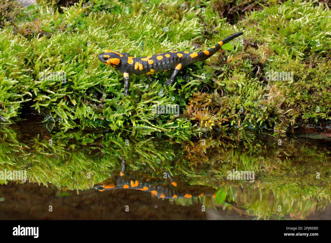 Fire salamander (Salamandra salamandra), adult, walking over moss by ...