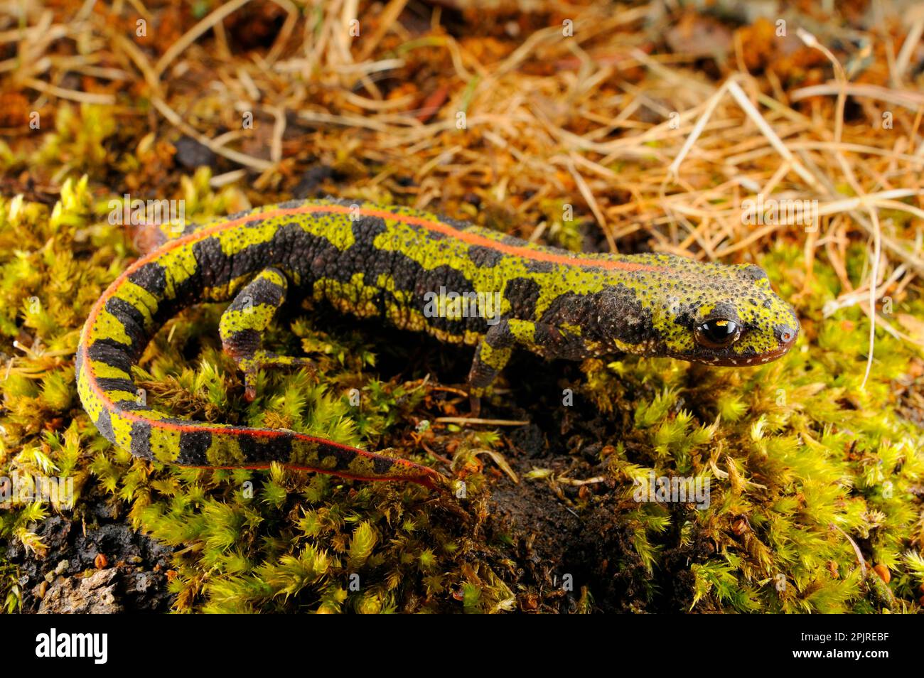 Triturus triturus marmoratus hi-res stock photography and images - Alamy