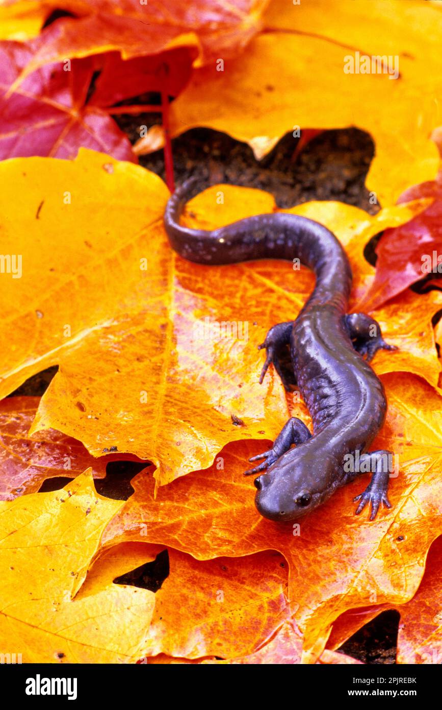Jeffersonsalamander hi-res stock photography and images - Alamy