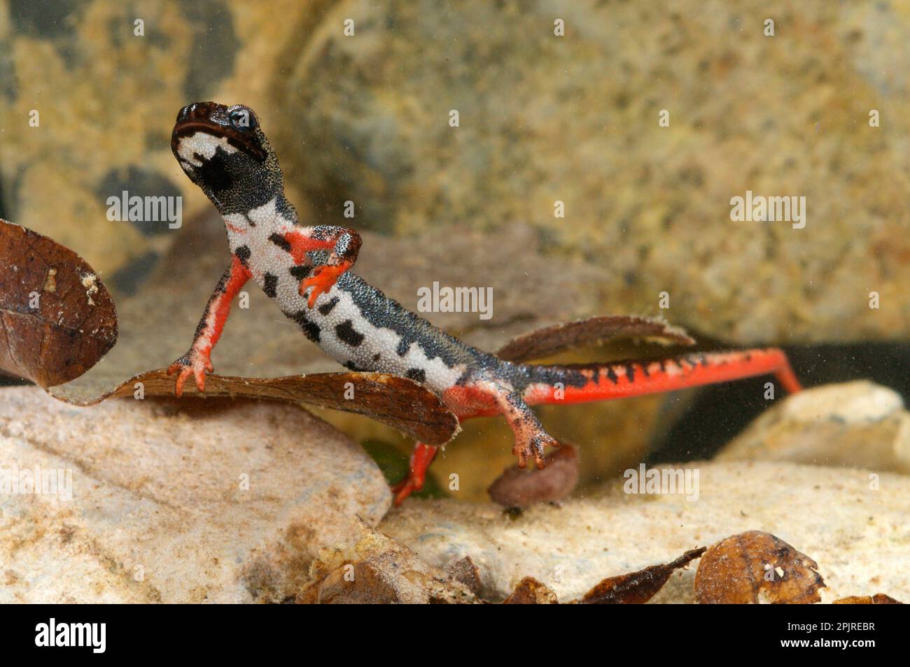 True salamanders hi-res stock photography and images - Alamy