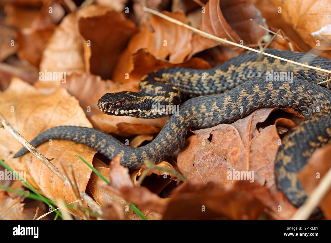 Adder, Adder (Vipera berus), Other animals, venomous, venomous snakes ...