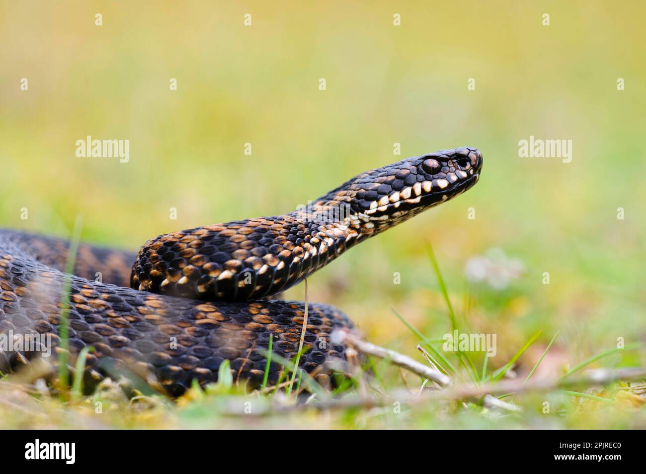 Adder, Adder (Vipera berus), Other animals, venomous, venomous snakes ...