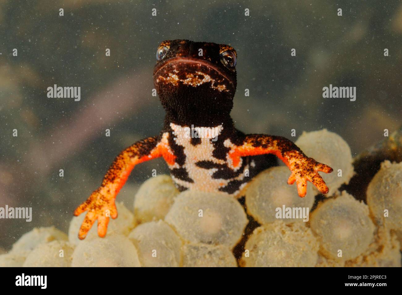 True salamanders hi-res stock photography and images - Alamy