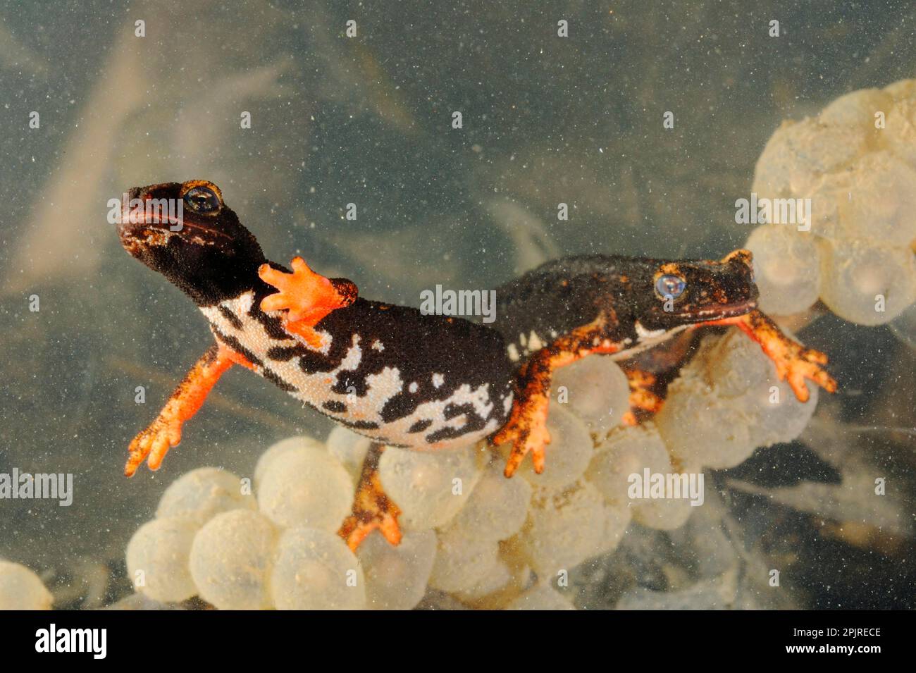 True salamanders hi-res stock photography and images - Alamy