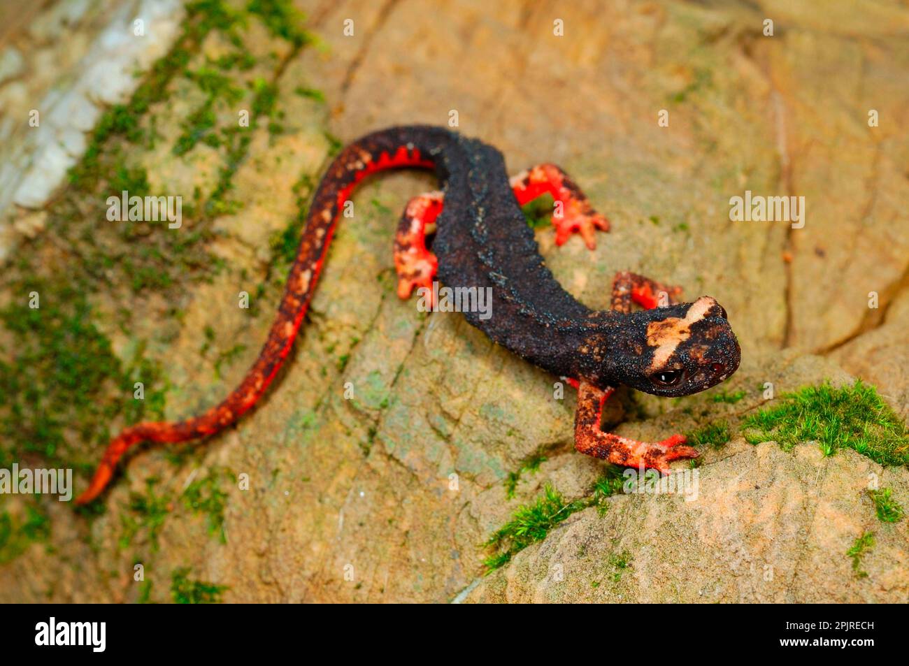 Northern spectacled salamander hi-res stock photography and images - Alamy