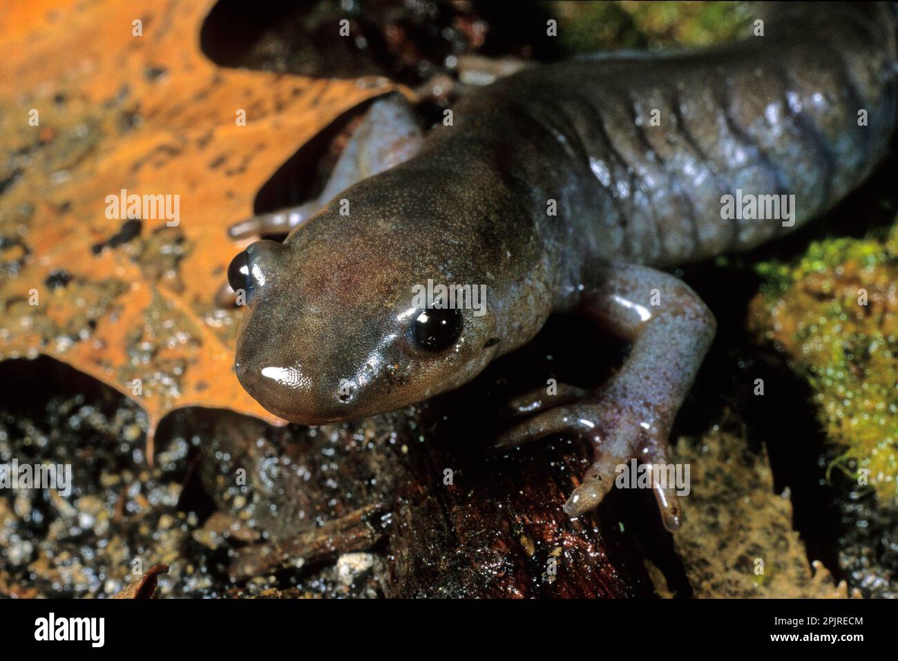 Jefferson's Salamander (Ambystoma jeffersonianum) adult, close-up of ...
