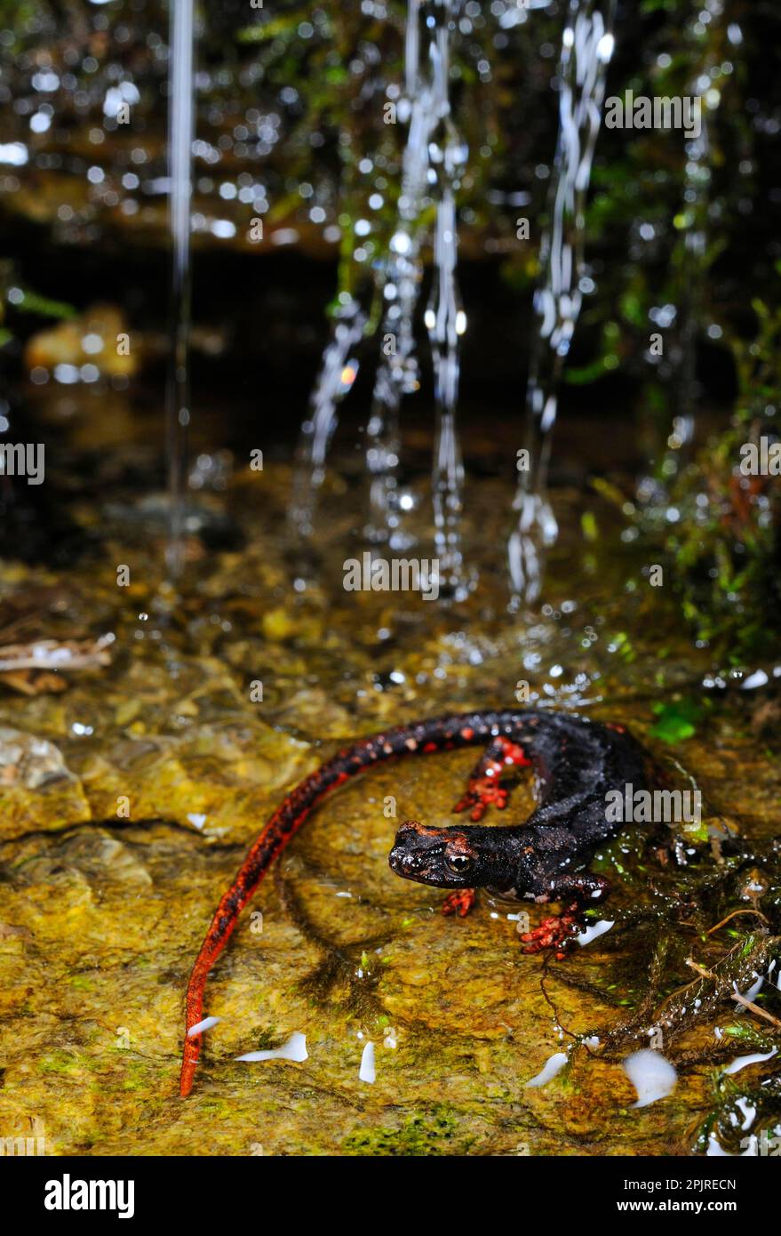 True salamanders hi-res stock photography and images - Alamy