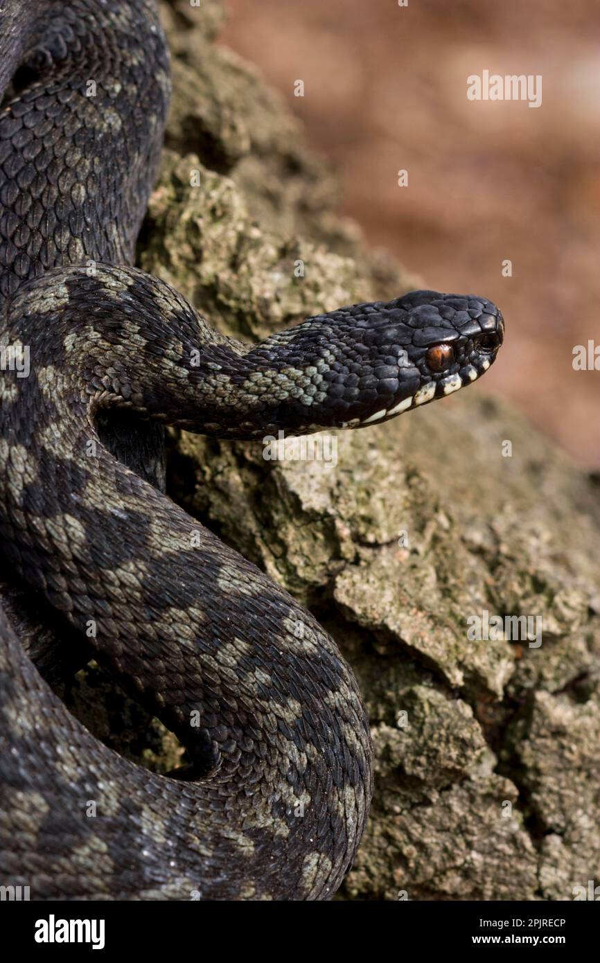 Adder, Adder (Vipera berus), Other animals, venomous, venomous snakes ...