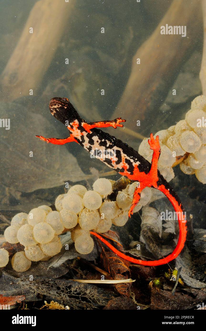 True salamanders hi-res stock photography and images - Alamy