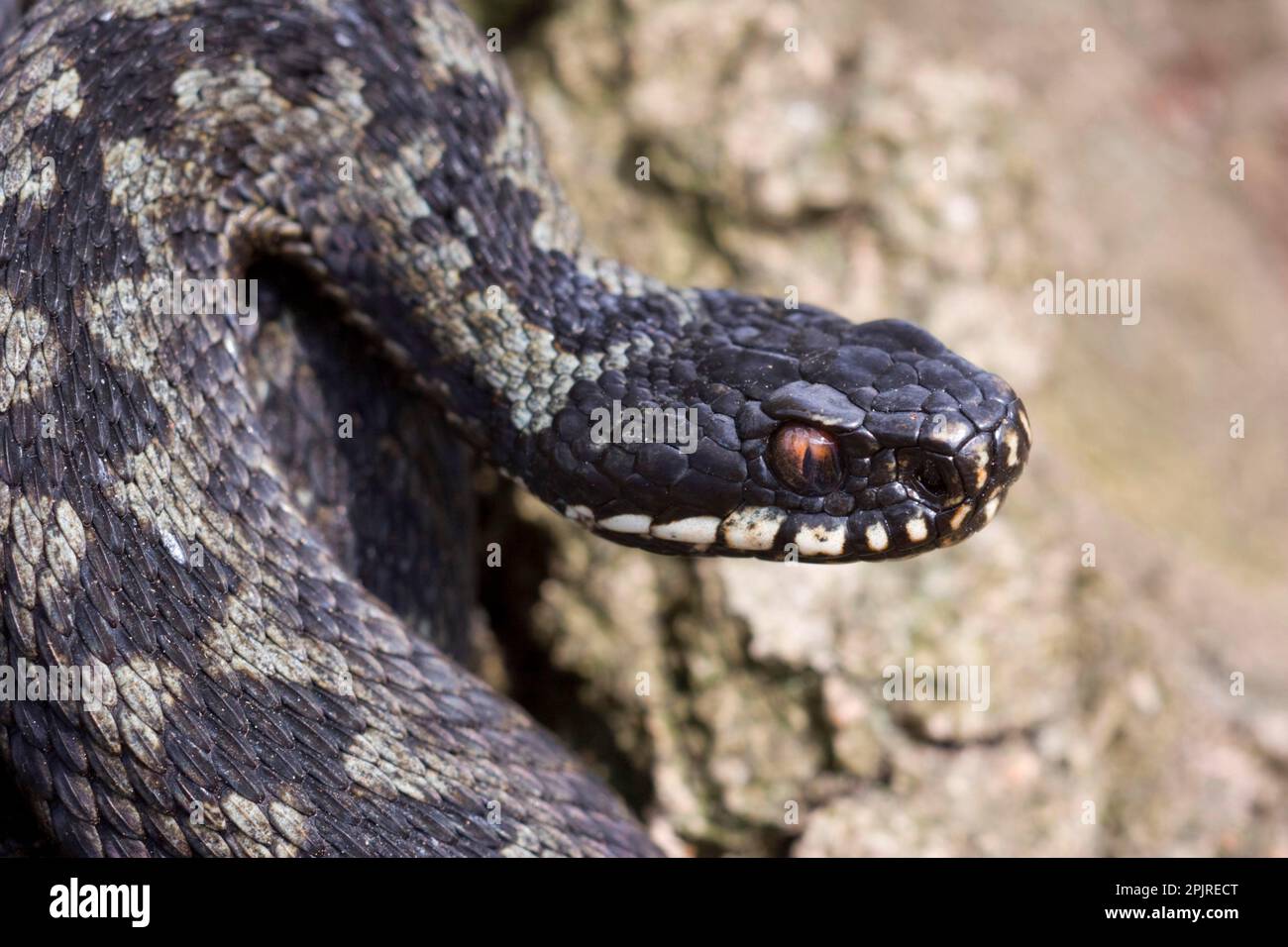Adder, Adder (Vipera berus), Other animals, venomous, venomous snakes ...