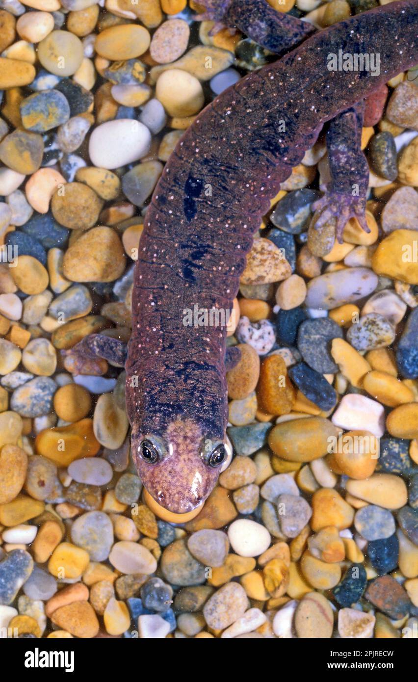 Pulmonary salamander (Desmognathus quadrimaculatus Stock Photo - Alamy