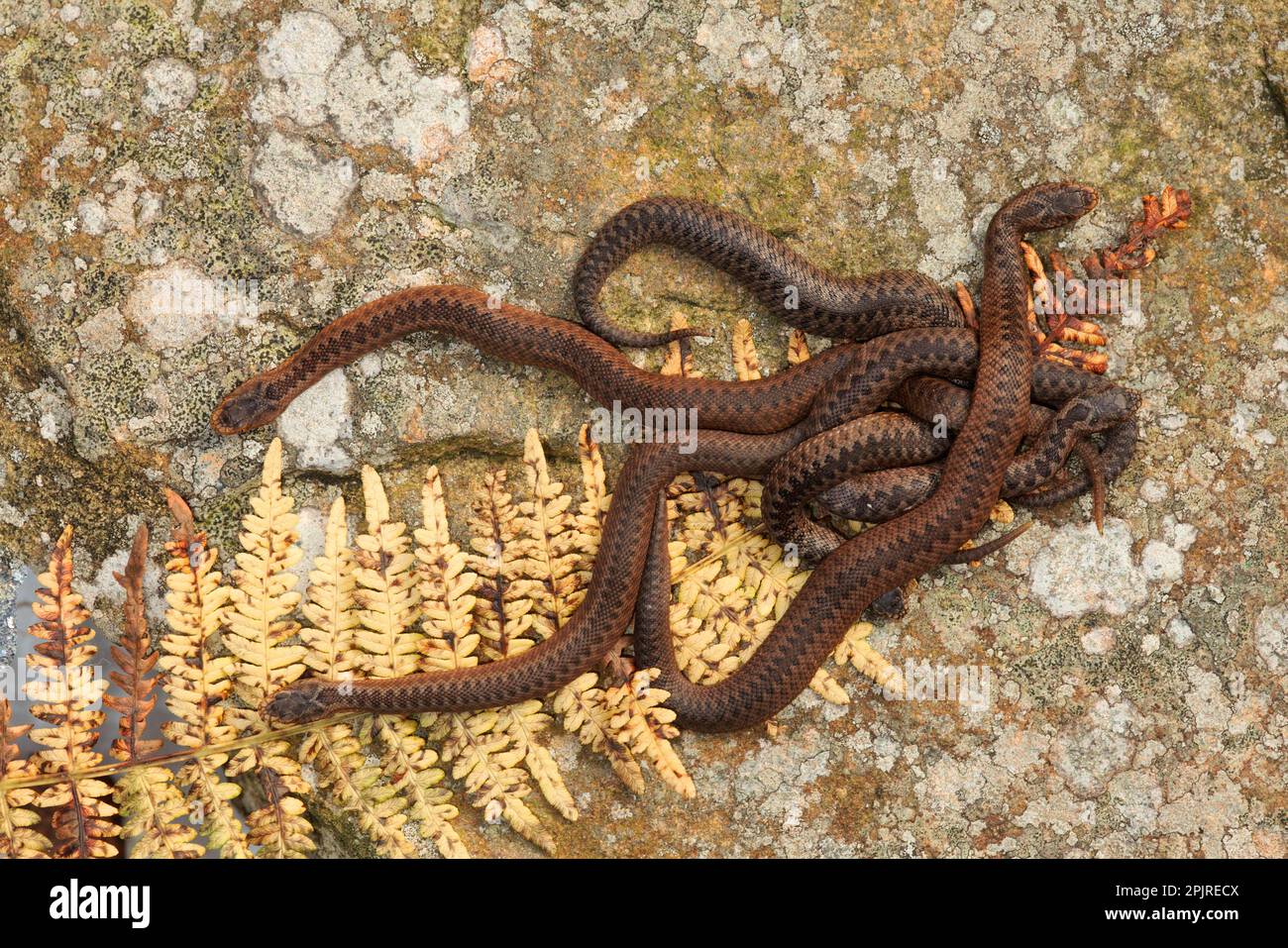 European Adder (Vipera berus) newly born young, group on rock ...