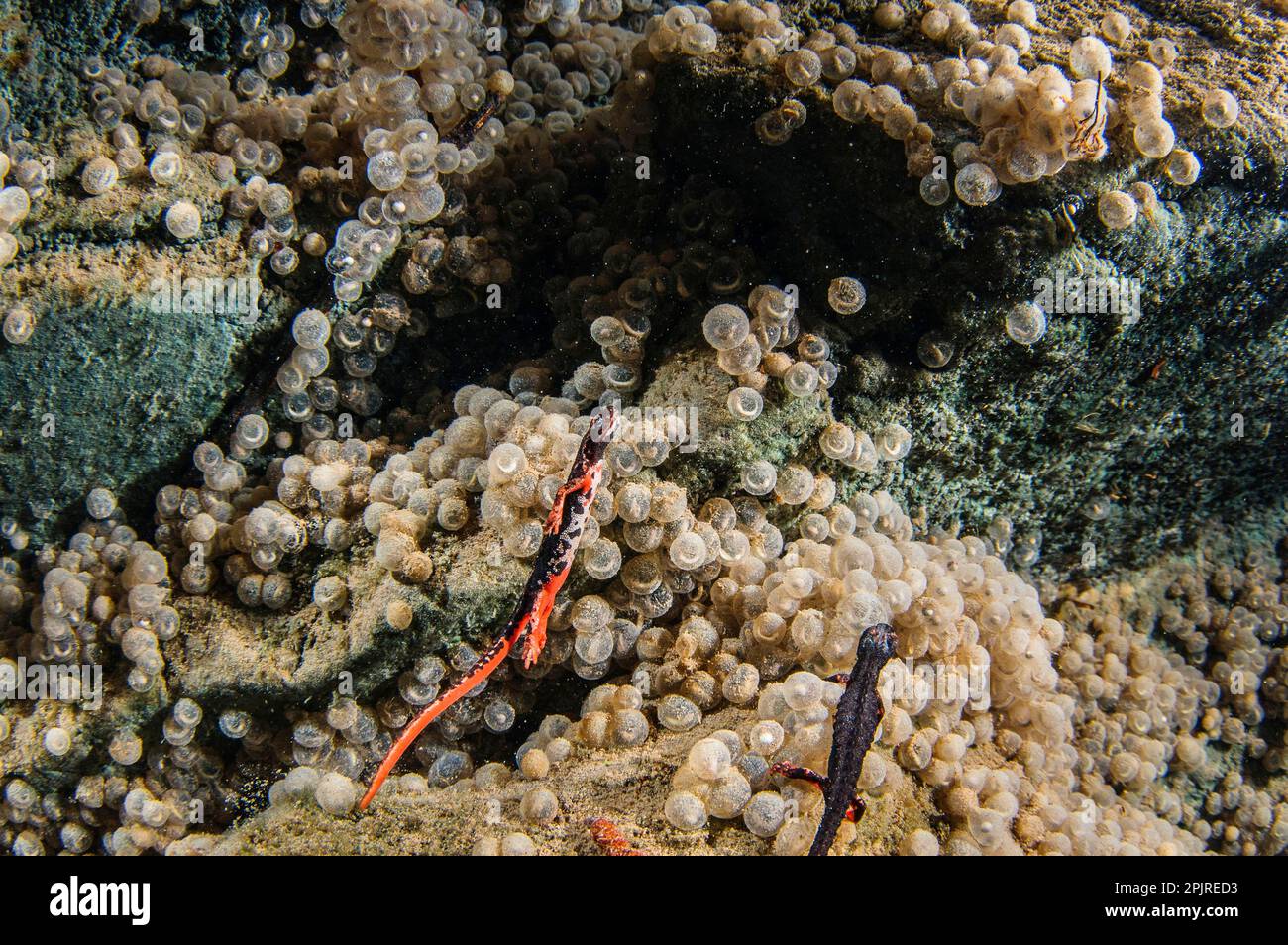 Spectacled salamander, Northern Spectacled Salamanders (Salamandrina ...