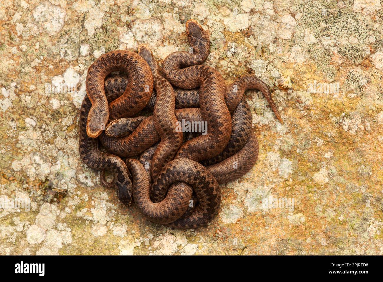 European Adder (Vipera berus) newly born young, group on rock ...