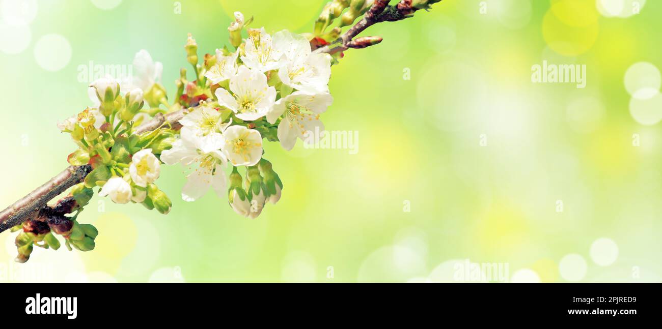Spring banner background with copy space Stock Photo - Alamy