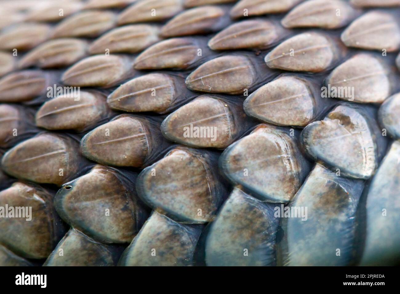 Adder, Adder (Vipera berus), Other animals, venomous, venomous snakes ...