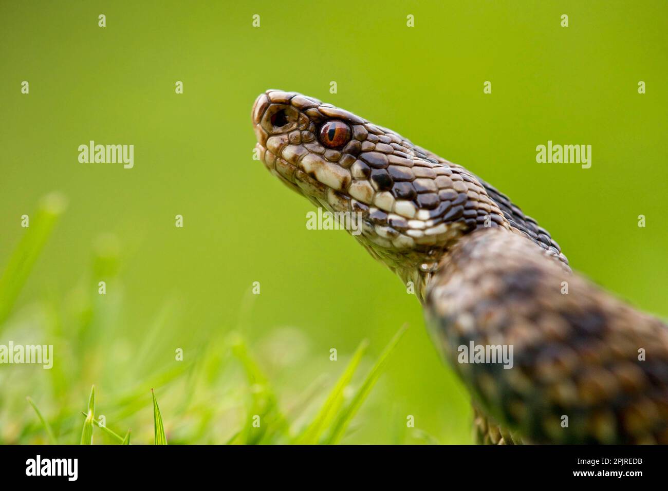 Adder, Adder (Vipera berus), Other animals, venomous, venomous snakes ...